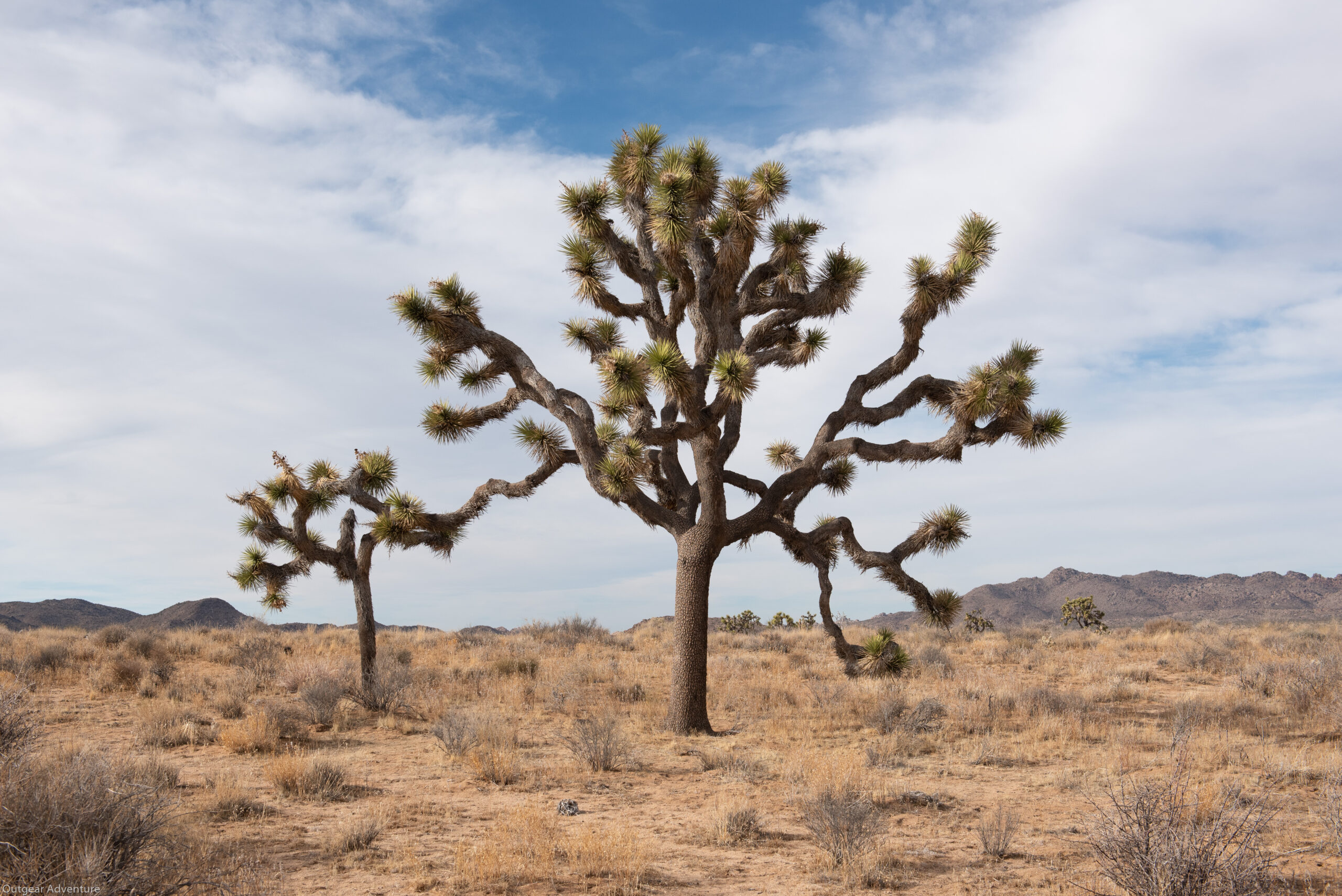 Tent Camping Test in Joshua Tree National Park - Outgear Adventure